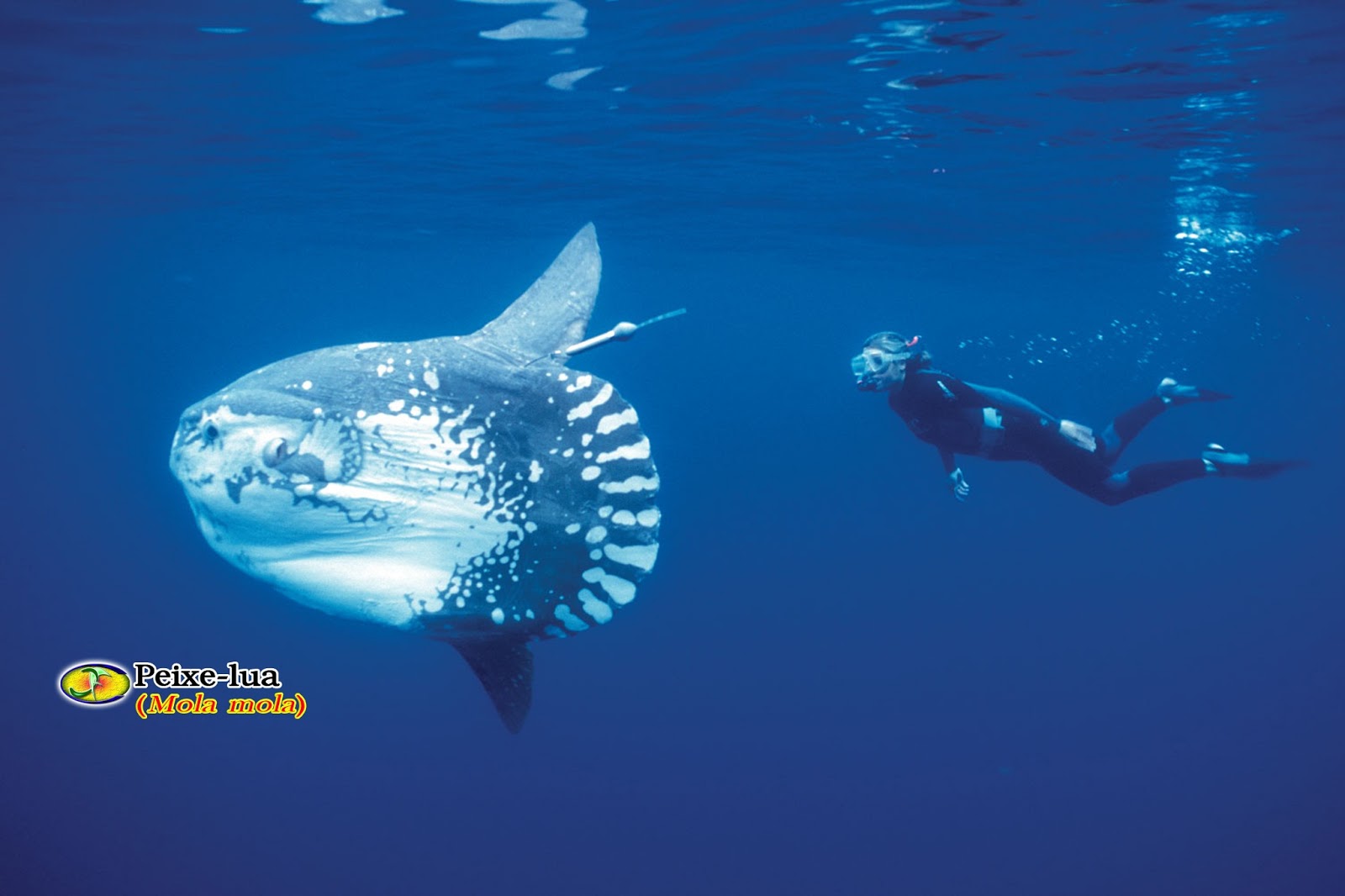 Zoologia: Peixe-lua (Mola mola)